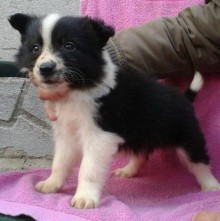 Border collie, štenad