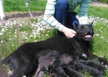 Cane corso - rezervacija vrhunskih stenadi