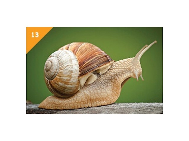 Životinjsko carstvo 13 (2016)