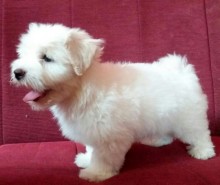 Coton de tulear (tulearski pas)