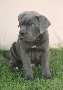 Cane corso stenad