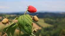 Potrebne radnice za branje malina 2017