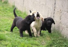 Labrador retriver stenci