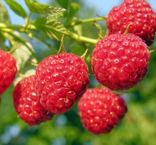 Potrebne ozbiljne zene sa iskustvom za branje malina