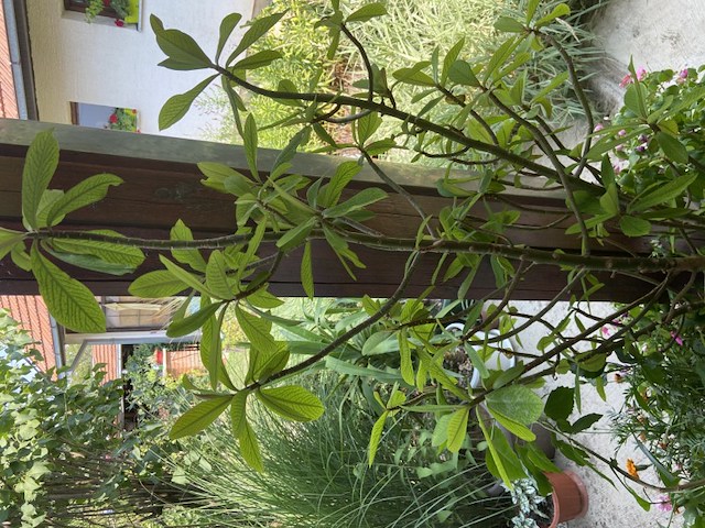 Synadenium grantii