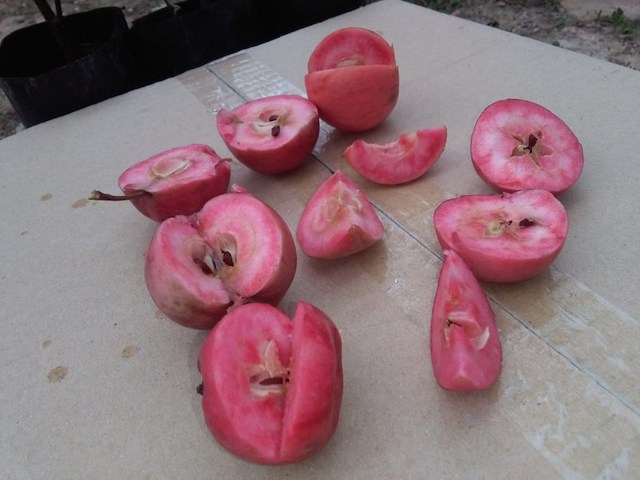 Redlove jabuka - jabuka sa crvenim mesom