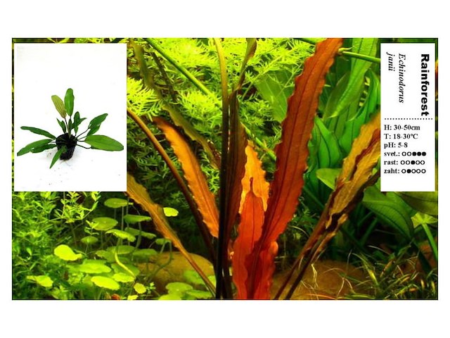 RF-Echinodorus janii