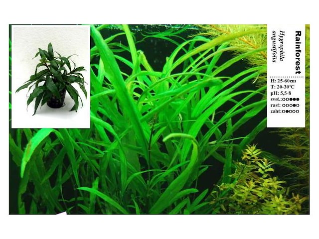 RF-Hygrophila angustifolia