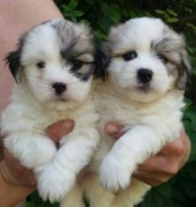 Coton de tulear -tulearski pas