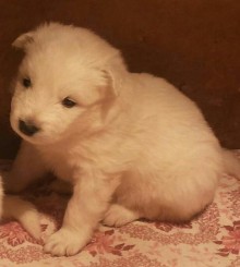 Samojed štene na prodaju