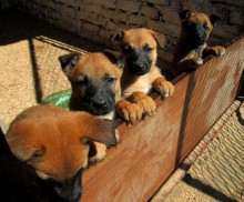 Stenci belgijskog ovcar malinoa