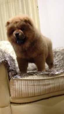 Chow chow prelepo zensko stene