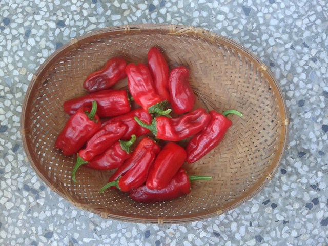 Aleppo (Halabe) chili pepper - 20 semenki