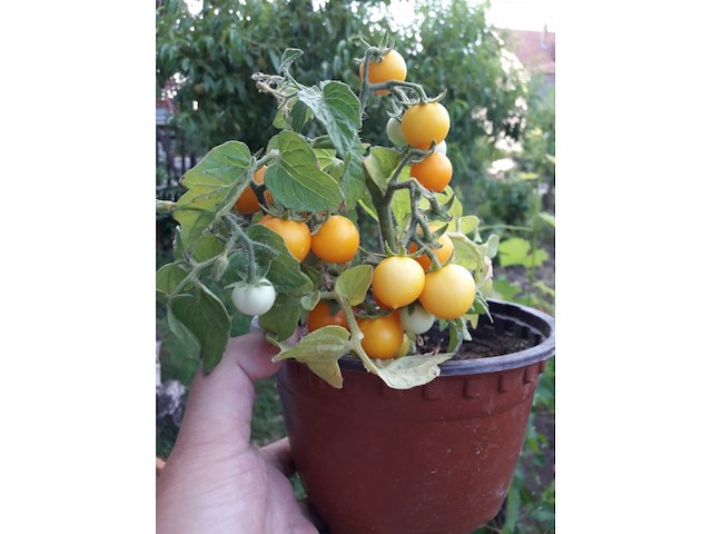 Žuti cherry paradajz - 30 semenki