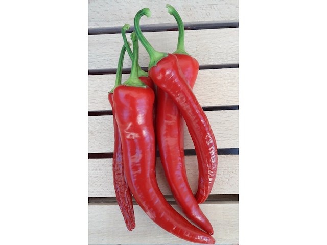 Antalya Dan - Chili pepper 20 semenki