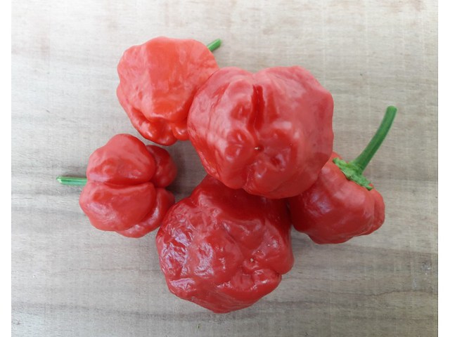 Jamaican Hot Red - Chili pepper 20 semenki