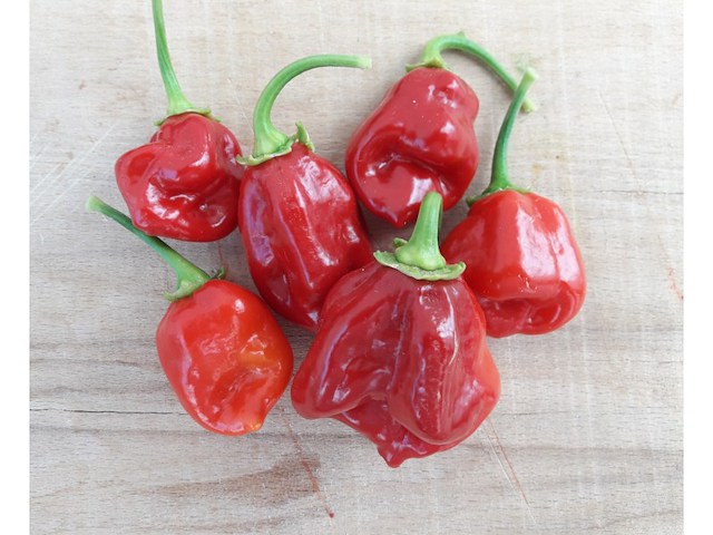 Red Savina - Chili pepper 20 semenki