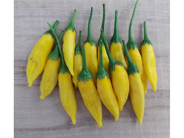Lemon Drop - Chili pepper 20 semenki