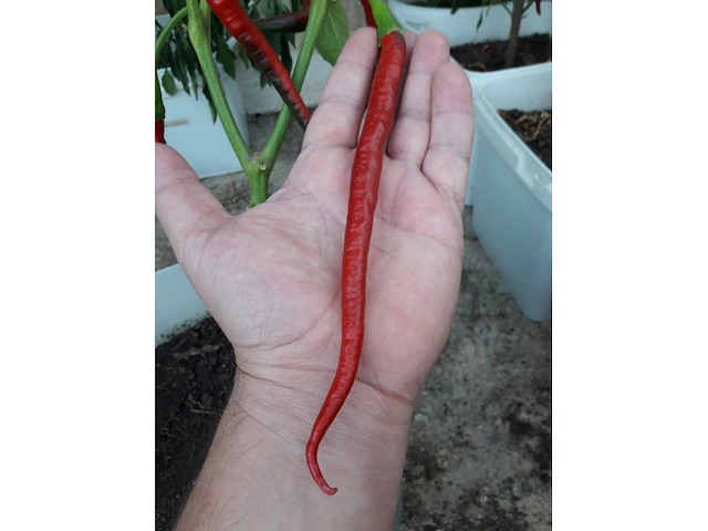 Joe`s Long Cayenne - Chili pepper 20 semenki