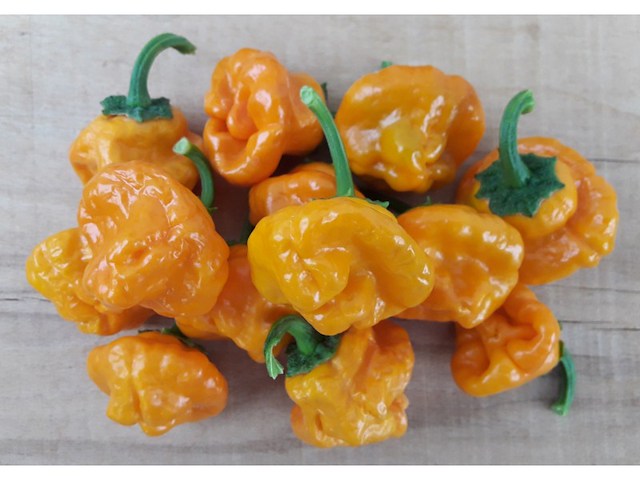 Jamaican Hot Yellow - Chili pepper 20 semenki