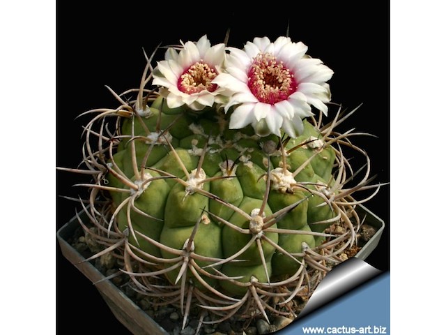 Kaktusi Gymnocalycium saglionis albispinum, 5 semenki