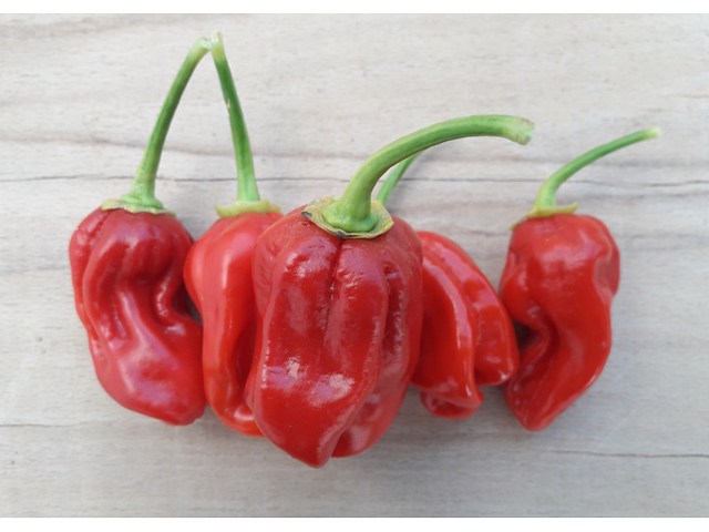 Aji Chombo - Chili pepper 20 semenki