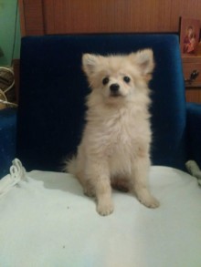 Musko musko stene mix pomeranac x nemacki mali spic