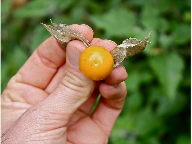 Physalis Peruviana (Peruanska jagoda) 0,15g / 150+ sem.