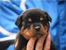 Rottweiler stenci sampionskog porekla