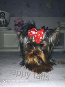 Teacup yorki