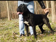 Cane corso max - slobodan za parenje