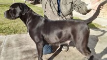 Cane corso - psi sampionskog porekla