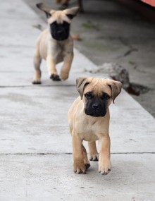 Bulmastiff zenski stenci