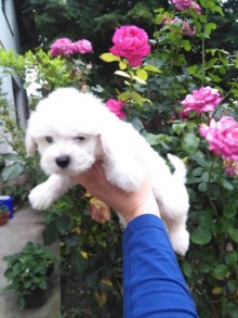 Coton de tulear-tulearski pas