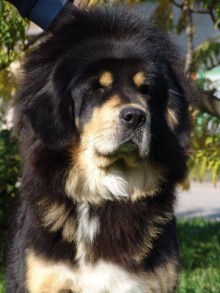 Tibetski mastiff - rasprodaja odraslih pasa