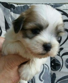 Coton de tulear - tulearski pas