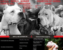 Dogo argentino stenci