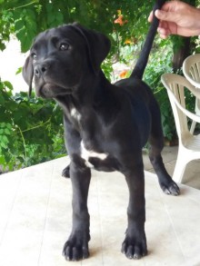 Cane corso stenci