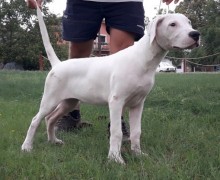 Dogo argentino, muško prvobirano štene