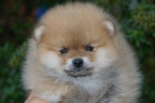 Pomeranski spic,pomeranac,pomeranian,boo