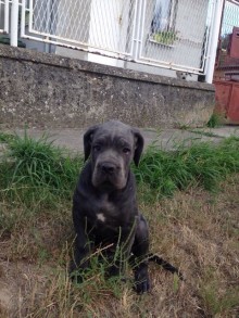 Cane corso stenci