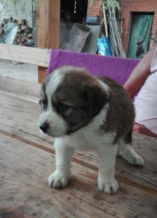 Border collie stenad na prodaju