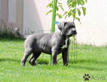 Cane corso stenci