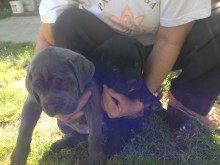 Cane corso stenci