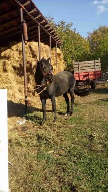 Prodajem pastuva 5 godina star