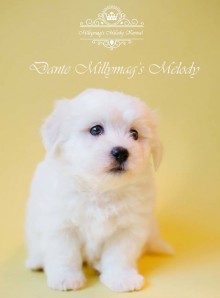 Coton de tulear stenci