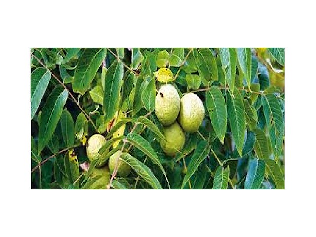 crni orah (Juglans nigra)