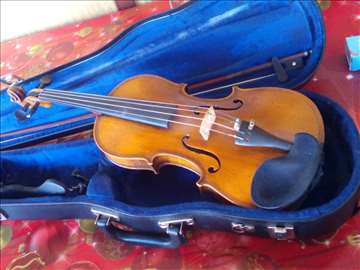Violina homolka