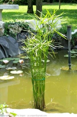 Lokvanji, zumbuli i druge vodene biljke