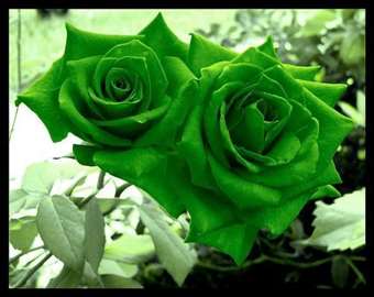 Zelena ruža seme